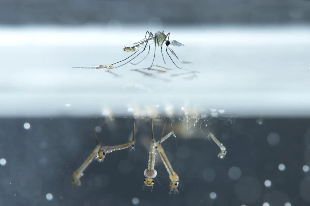 How To Kill Mosquitoes And Their Larvae In Water? - Water Purification ...