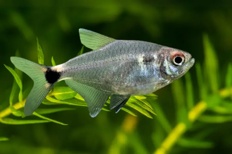 15 Freshwater Fish That Can Live In A Bowl - Water Purification Guide